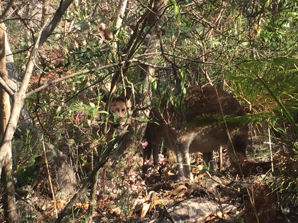 MT LOFTY SUMMIT - 42 Photos - Mount Lofty Scenic Route, Crafers South ...