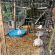 LEAPING LIZARD CAFE - 1201 Photos & 548 Reviews - 4408 Shore Dr ...