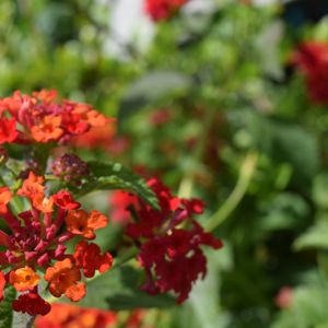 King’s Nursery - 92 Photos & 86 Reviews - Nurseries & Gardening - 1212 ...