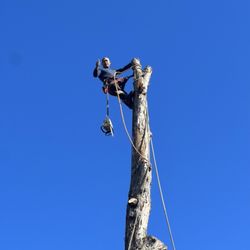 Best Arborists Near Me - August 2024: Find Nearby Arborists Reviews - Yelp