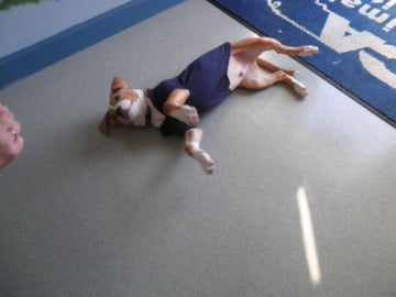 VCA DOVER ANIMAL HOSPITAL - Updated January 2026 - 30 Photos & 35 ...