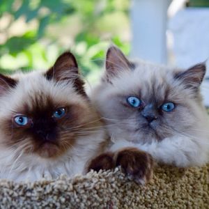 SUNCOAST HUMANE SOCIETY - Updated December 2025 - 13 Photos & 21 ...