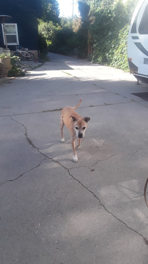 BRICKYARD ANIMAL HOSPITAL - 37 Reviews - 1213 E 3300th S, Salt Lake ...