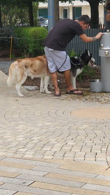 JOHNNY STEELE DOG PARK - Updated July 2024 - 157 Photos & 128 Reviews ...