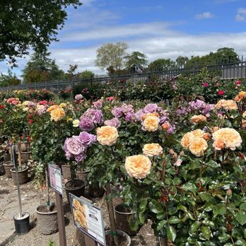 ALDEN LANE NURSERY - Updated October 2024 - 371 Photos & 215 Reviews ...