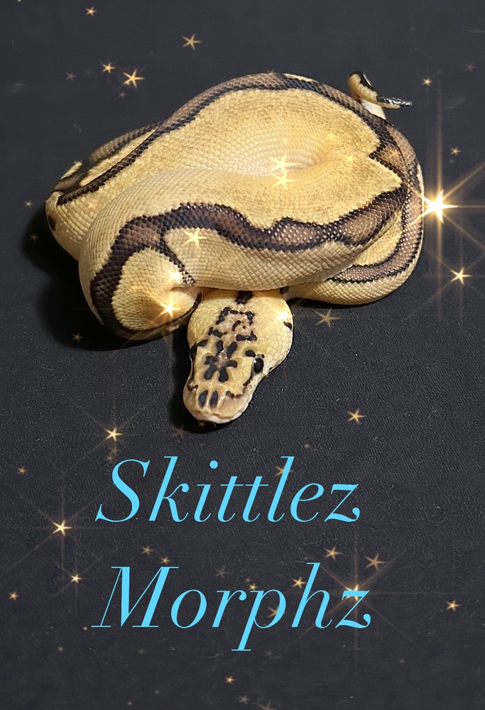 SKITTLEZ MORPHZ - Updated March 2024 - Request Information - 13 Photos ...