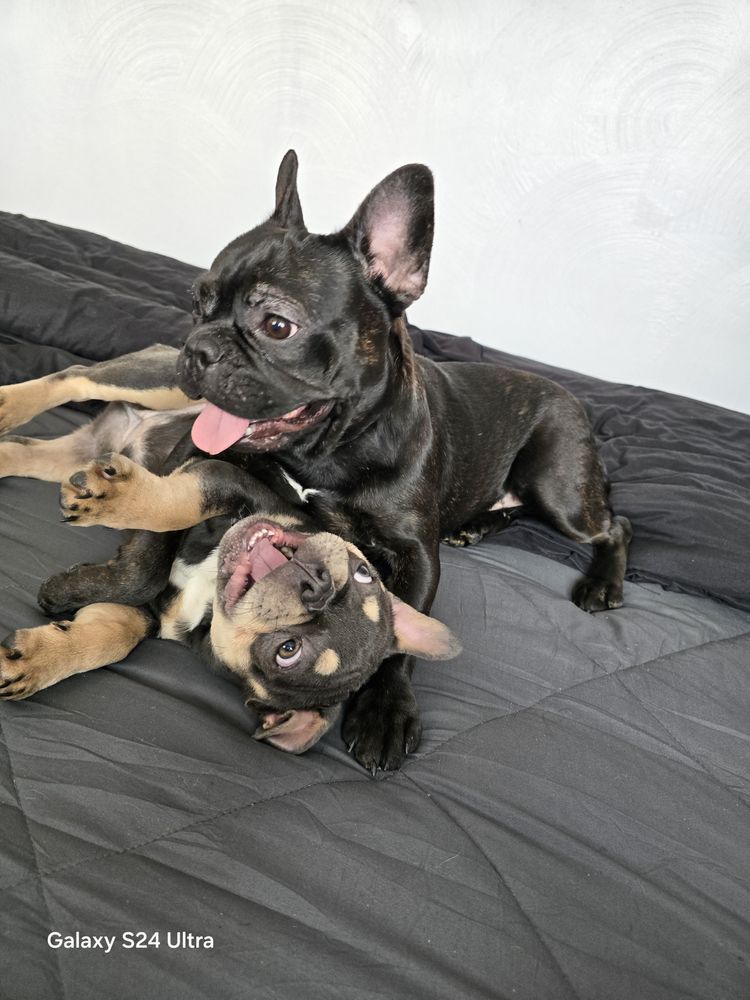 NEW MEXICOS FINEST FRENCHIES - Updated August 2025 - Request ...