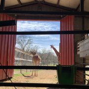 BAYOU WILDLIFE ZOO - 329 Photos & 121 Reviews - Zoos - 5050 FM 517 ...