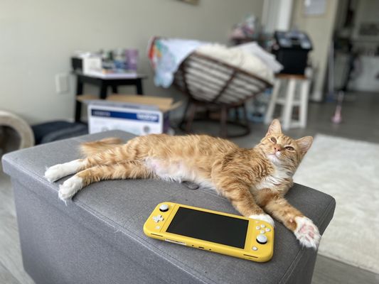 ORANGE COUNTY ANIMAL SERVICES - Updated December 2025 - 81 Photos & 81 ...