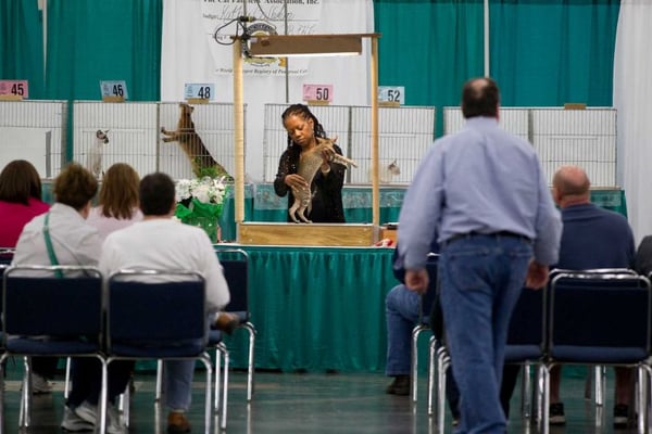 HOUSTON CAT SHOW - Updated December 2025 - 1001 Avenida De Las Americas ...