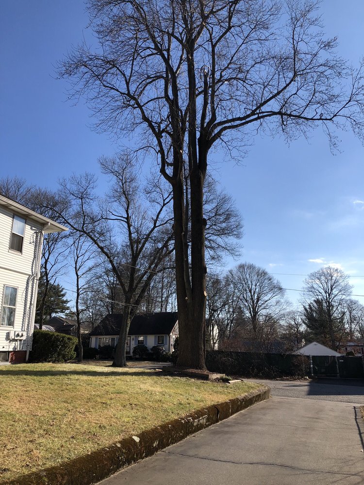 WEST JOHN JR TREE SERVICE - Updated June 2025 - 38 Linwood St, Holbrook ...