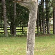 TWO TAILS RANCH - 98 Photos & 72 Reviews - Zoos - 18655 NE 81st St ...