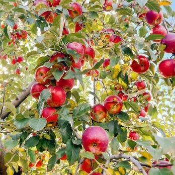 BJ REECE ORCHARDS - Updated September 2025 - 462 Photos & 197 Reviews ...