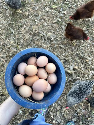 MT HEALTHY HATCHERY - Updated August 2025 - 23 Photos & 21 Reviews ...