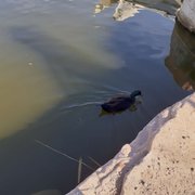 THE VILLAGE LAKE LAS VEGAS - 332 Photos & 61 Reviews - 30 Strada Di Villaggio, Henderson, NV - Yelp