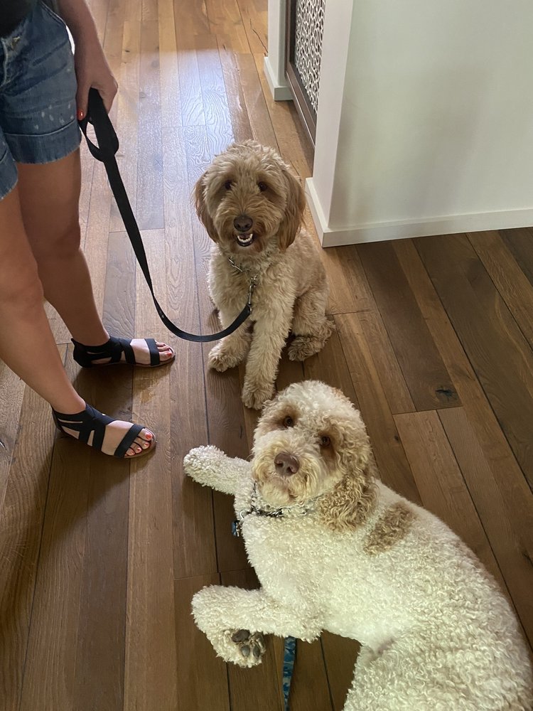 PAWSITIVE BEHAVIOR LA - Updated August 2025 - 11 Photos - Los Angeles ...