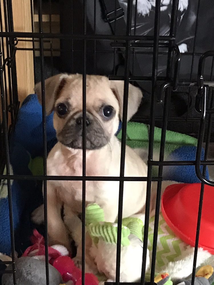 PDSA PET AID HOSPITAL - Updated December 2024 - 556 Bath Road, Bristol ...