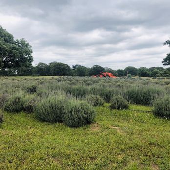 LULING LAVENDER FIELDS - Updated June 2024 - 111 Photos & 25 Reviews ...