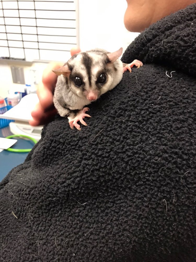 ALL CREATURES VETERINARY EMERGENCY CLINIC - Updated October 2025 - 51 ...