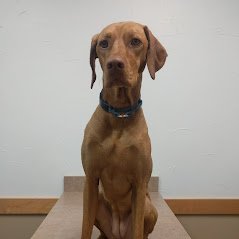 SUNSET CANYON VETERINARY CLINIC - Updated December 2025 - 40 Photos ...