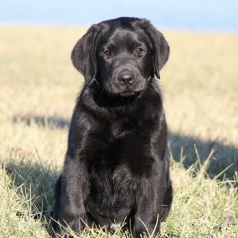 SIMPSON’S LABRADOR RETRIEVERS - Updated December 2025 - 38 Photos - Red ...