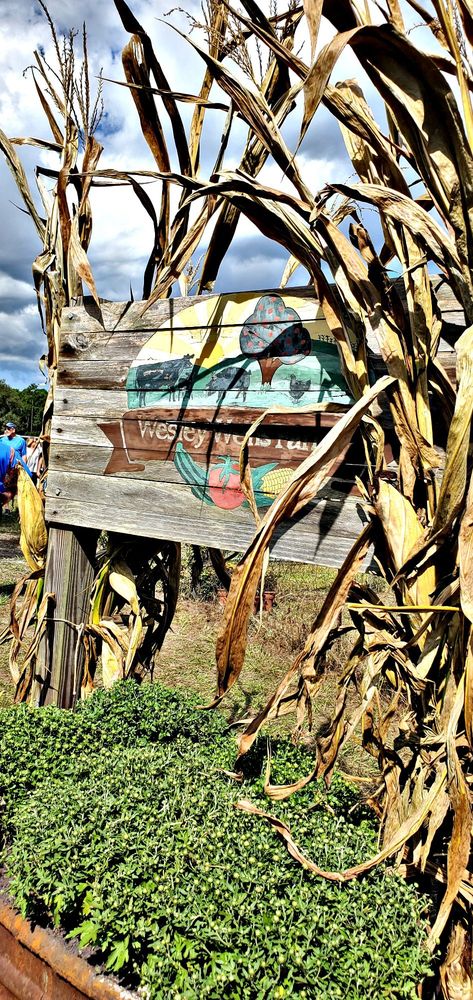 WESLEY WELLS FARM - Updated August 2025 - 99 Photos & 11 Reviews - 2680 ...