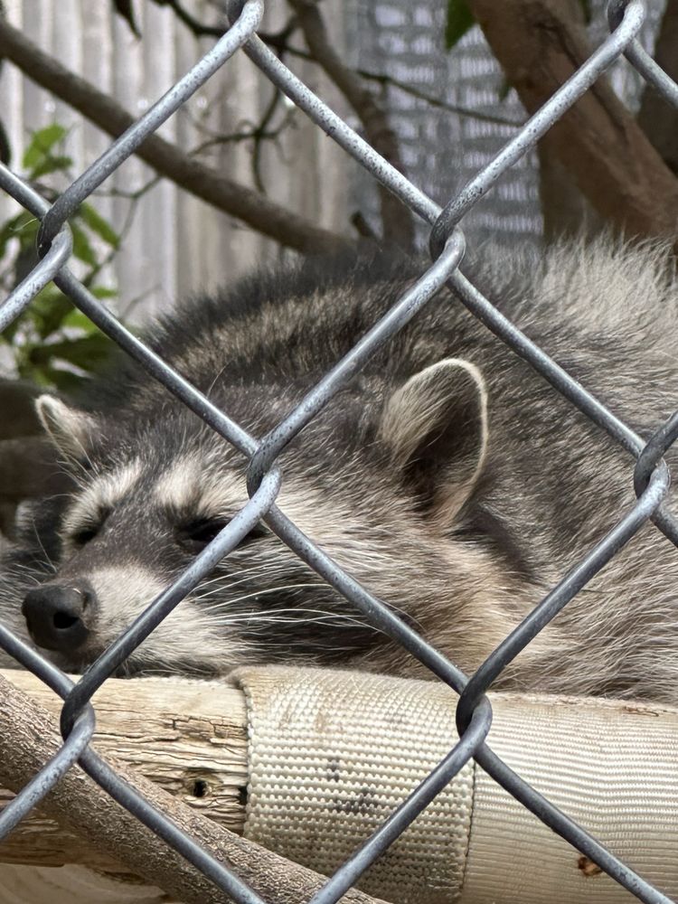 OC ZOO IRVINE REGIONAL PARK - Updated July 2024 - 33 Photos & 19 ...