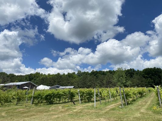 ALTAMONT VINEYARD & WINERY - Updated September 2025 - 30 Photos & 17 ...