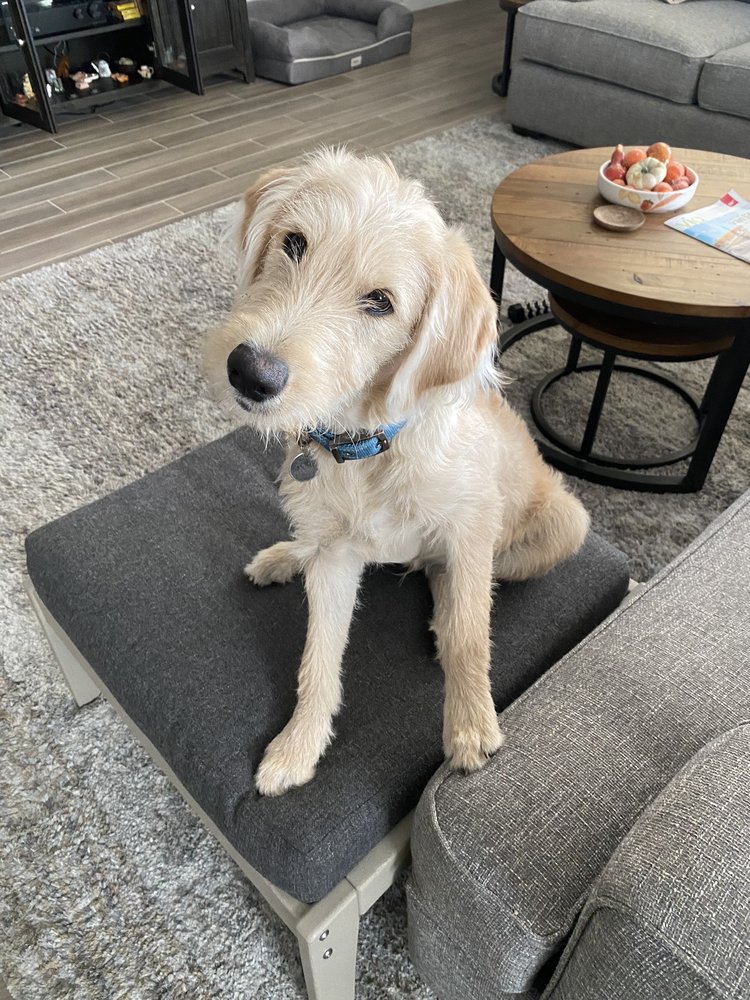 ARF-ANAGE DOG RESCUE - Updated August 2024 - 44 Photos & 17 Reviews ...