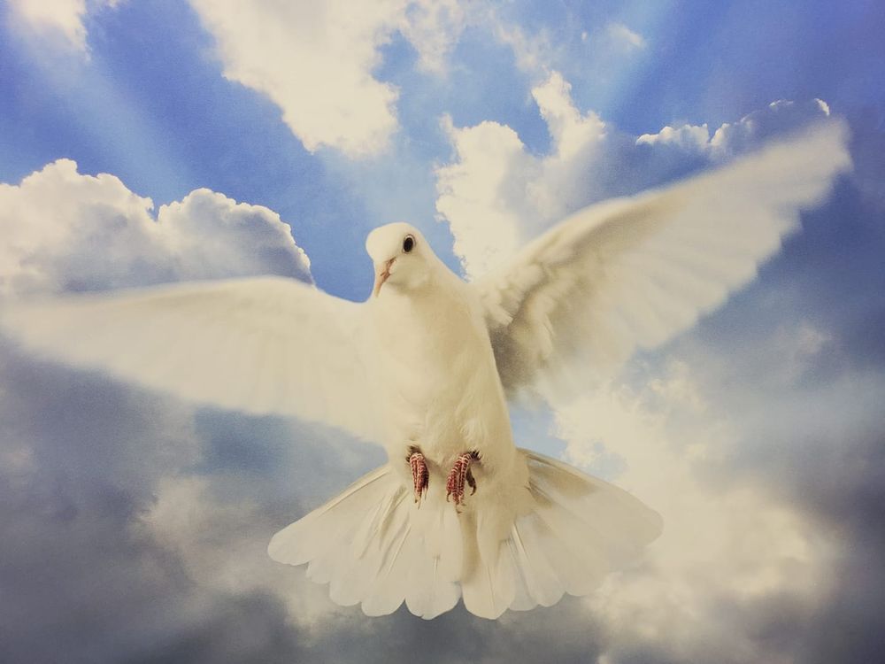 CARING DOVES HOME CARE SERVICES - 19 Photos - 100 Outlet Dr, Sikeston ...