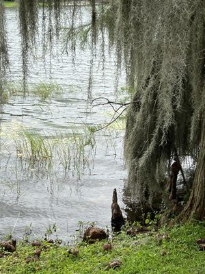 LAKE ROWENA PARK - 15 Photos - 1200 Lake Shore Dr, Orlando, Florida ...