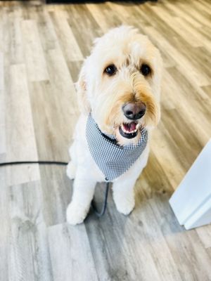 FLOOF PET GROOMING - Updated December 2025 - 139 Photos & 98 Reviews ...