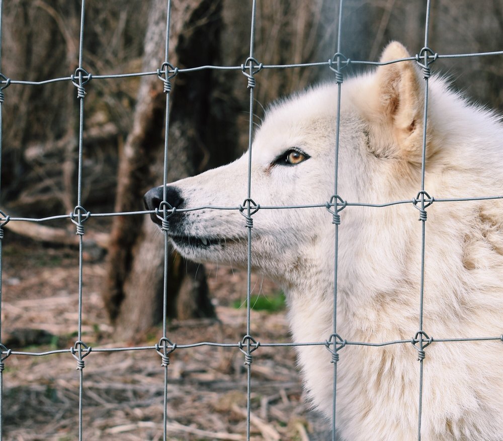 THE WOLF SANCTUARY OF PA - 254 Photos & 78 Reviews - 465 Speedwell ...