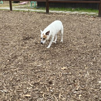 BLUE RIDGE ADVENTURE DOG - Updated April 2025 - 32 Photos - 342 E Main ...