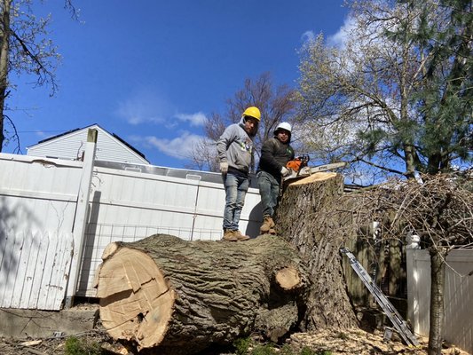 POWER TREE REMOVAL - Updated December 2025 - 129 Photos & 34 Reviews ...