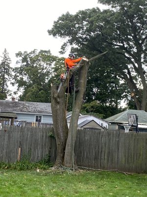 WARWICK TREE SERVICE - Updated October 2025 - 25 Photos & 63 Reviews ...
