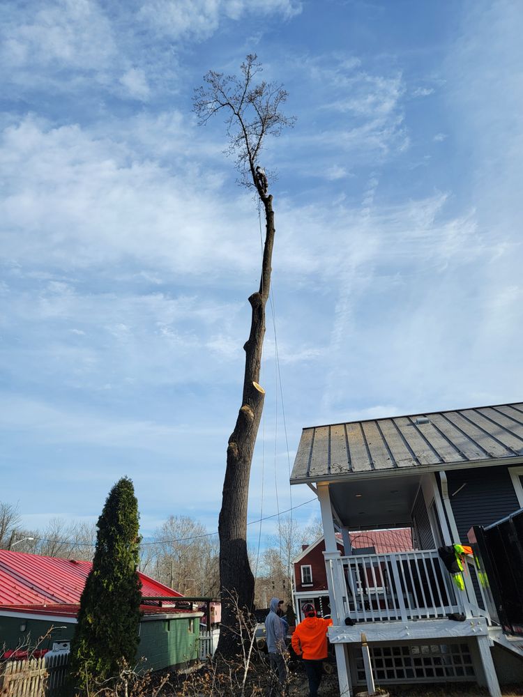 WISDOM TREE SERVICE - Updated July 2025 - 81 Photos - 7517 Bosbury Ct ...