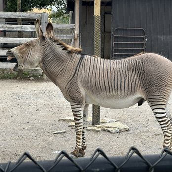 ARK ENCOUNTER - Updated June 2025 - 2340 Photos & 676 Reviews - 1 Ark ...