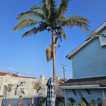 FINLEY’S TREE & LANDCARE - Updated July 2024 - 188 Photos & 300 Reviews ...