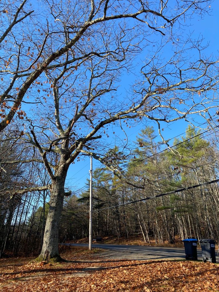 HONEST TREE CARE - Updated October 2025 - Freeport, Maine - Tree ...