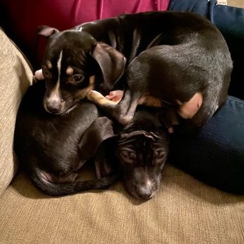 MONTGOMERY COUNTY SPCA - Updated December 2025 - 14 Reviews - 1059 ...