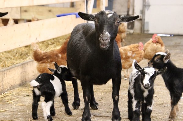 RUSTIC ROAD FARM - 70 Photos & 16 Reviews - 1N292 Brundige Rd, Elburn ...