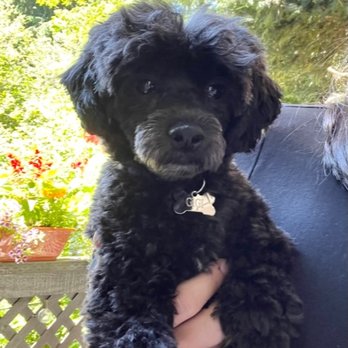 SCRUFF TO FLUFF - Updated August 2024 - 63 Photos & 81 Reviews - 222 ...