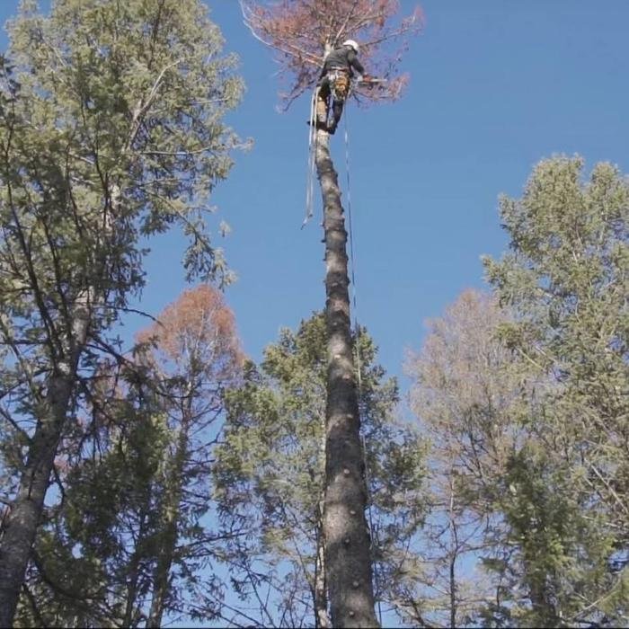 TOP NOTCH TREE FELLING - Updated February 2025 - 1950 Hwy 3, Jaffray ...