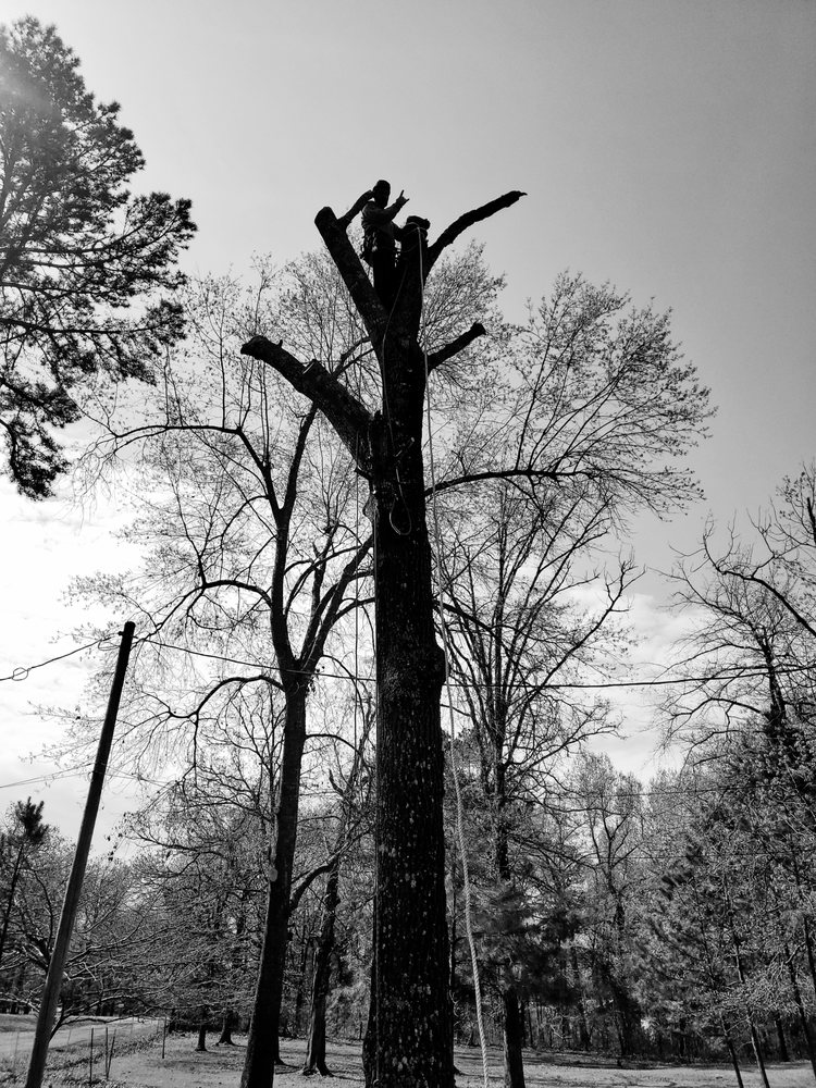 JAMES TREE SERVICES - Updated July 2024 - Morrison, Colorado - Tree ...
