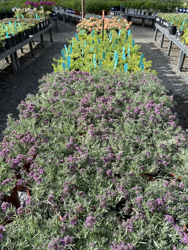 URBAN TREE FARM NURSERY - Updated February 2025 - 78 Photos & 121 ...