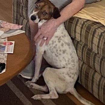 AMAZING DOGS RESCUE - Updated December 2025 - 10 Reviews - 416 W San ...