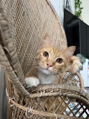 ORANGE COUNTY ANIMAL SERVICES - Updated December 2025 - 81 Photos & 81 ...