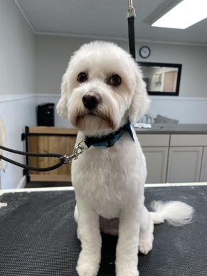 ANGELA’S DOG GROOMING - Updated August 2024 - 15 Photos - Kennewick ...