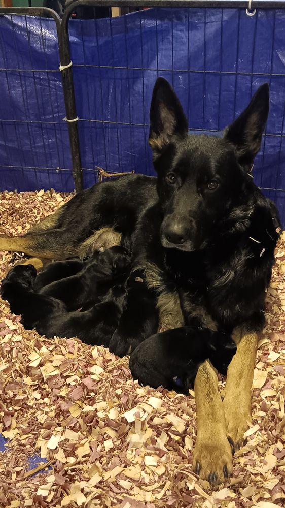 SHELLY’S SHEPARDS - Request Information - Salem, West Virginia - Pet ...